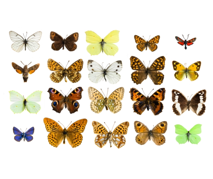 What are the different species of Butterfly?