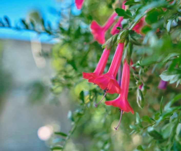 What is the Peruvian national flower?